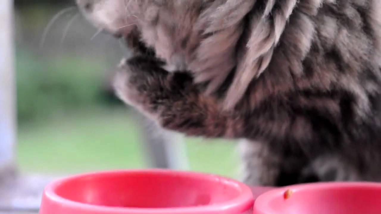 2012 10 12 pyong cat - YouTube