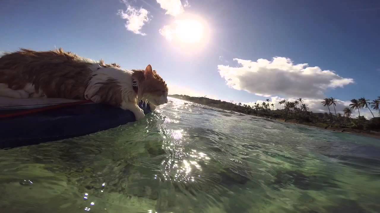 Kuli The Surfing Cat Out For A Paddle - YouTube