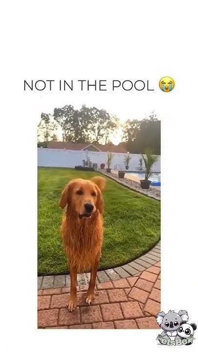 Cute and funny dogs compilation😂 #funnydog #funnypet #cutedog #dogsoftiktok #doglover #dog #fyp ...