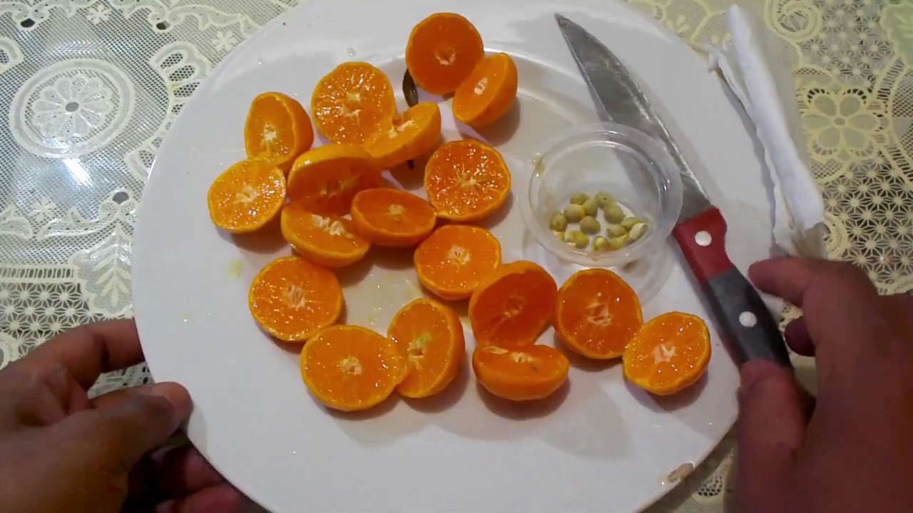 cara menyemai biji jeruk dengan mudah agar cepat tumbuh dan berbuah ...