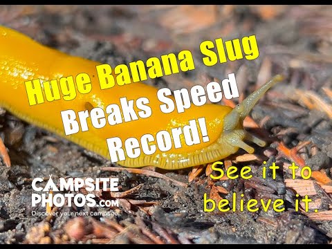 Huge Banana Slug Breaks World Speed Record at 8.20 inches per minute ...