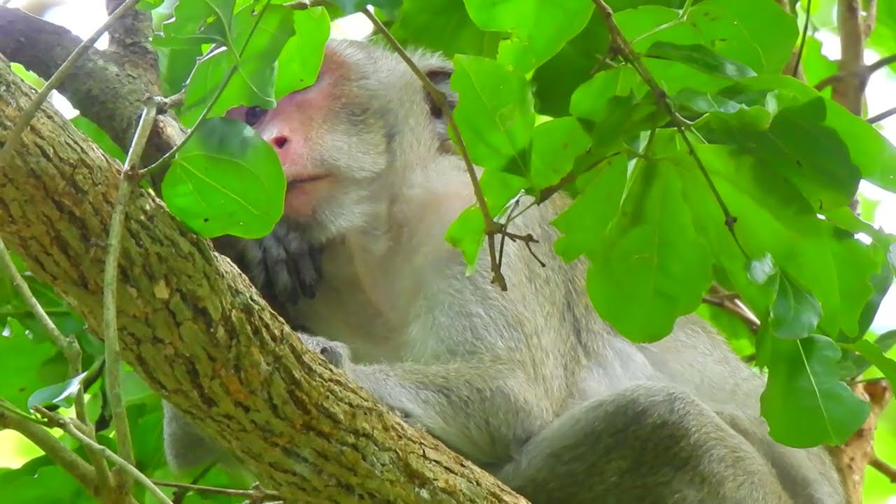 Shhh! Monkey's Sweet Dreams 😴 Watch This Peaceful Nap! So Cute! - YouTube
