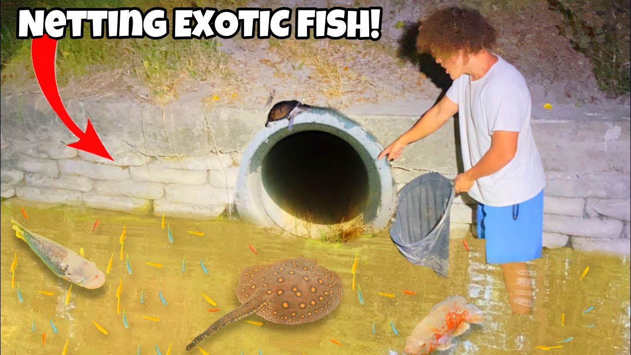 Netting EXOTIC FISH From Tiny CREEK For My AQUARIUM! - YouTube