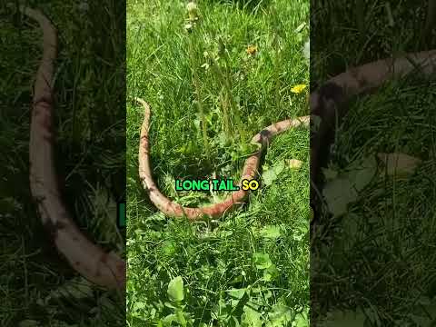 Are There Any Legless Insects