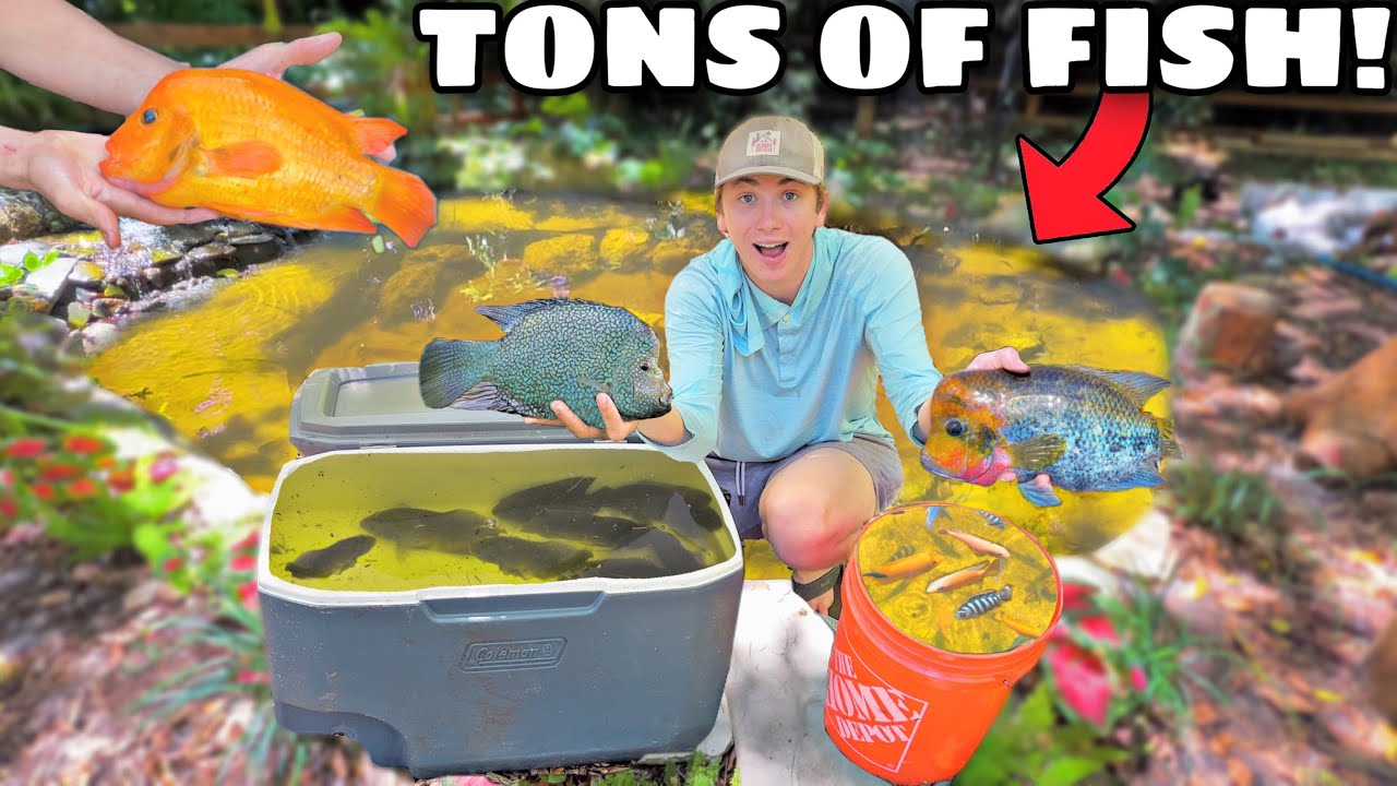 Stocking My BACKYARD POND With Tons of EXOTIC FISH! - YouTube