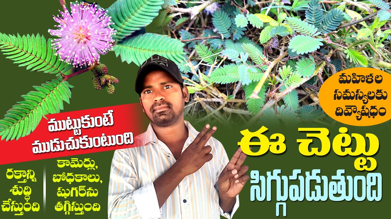 athipathi chettu / siggu chettu / telugu vlogs / pradeep thammadi ...
