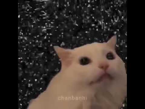 UGH Cat Meme - YouTube
