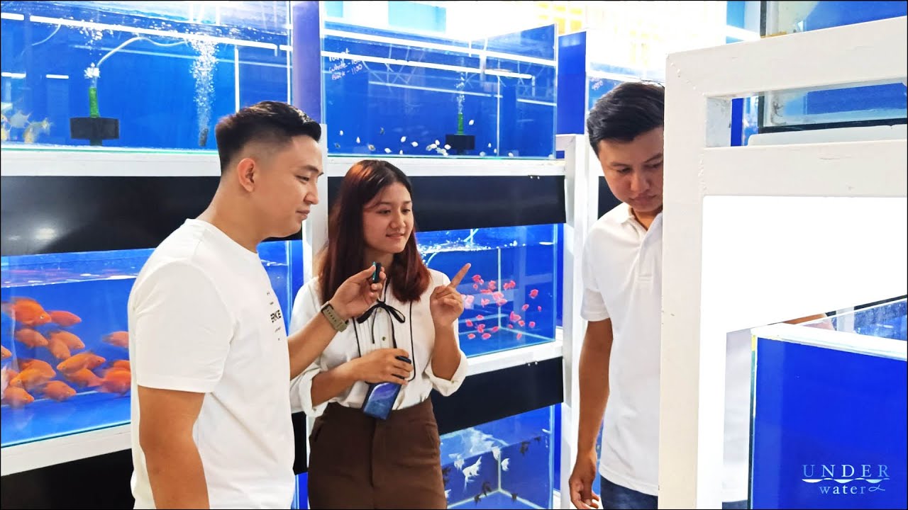 I went to buy fancy fish for our channel's lucky girl. - YouTube