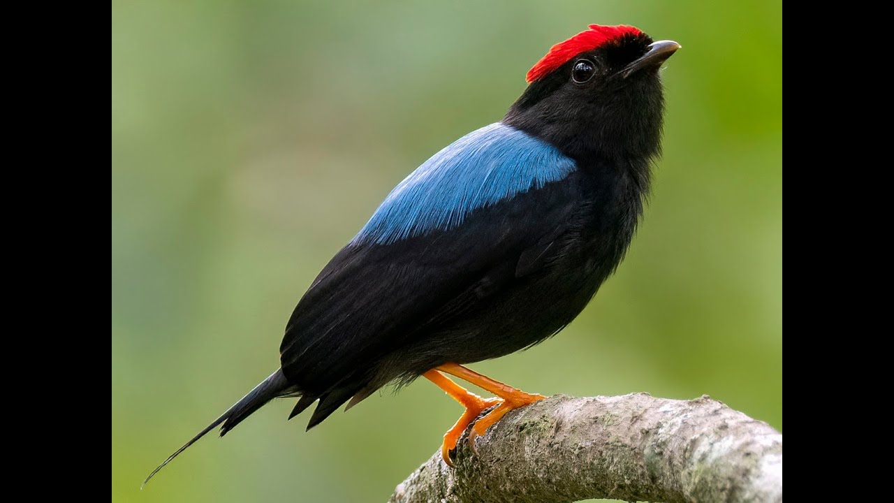 Dancing bird - Lance-tailed Manakin - YouTube