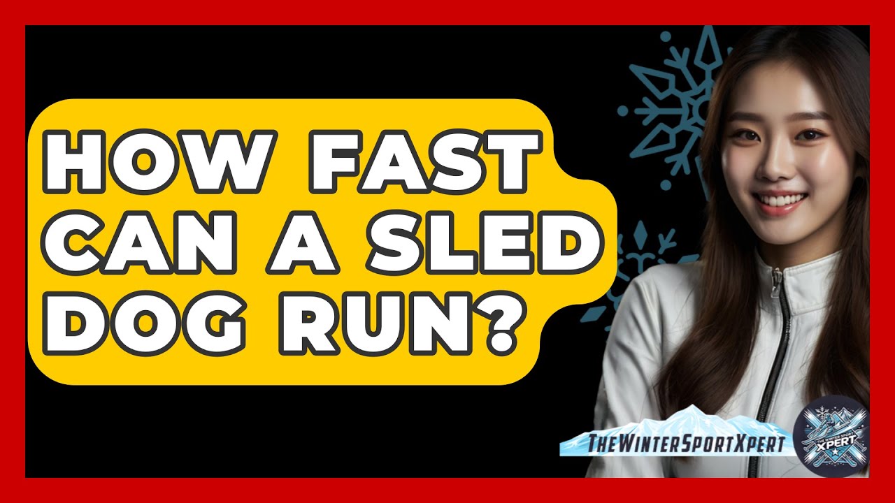 How Fast Can a Sled Dog Run? - The Winter Sport Xpert - YouTube