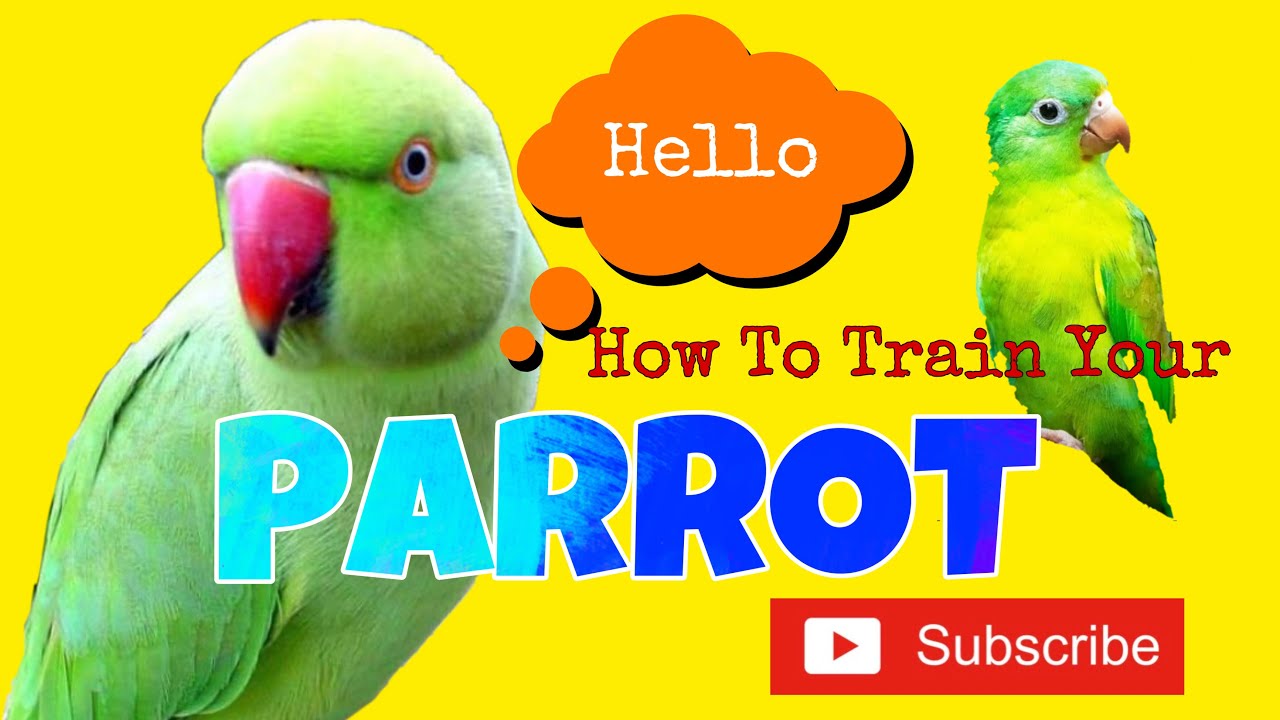 How To Train Your Parrot Video - YouTube