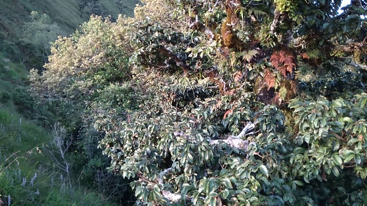 Keindahan gunung rinjani dari bukit kondo - YouTube