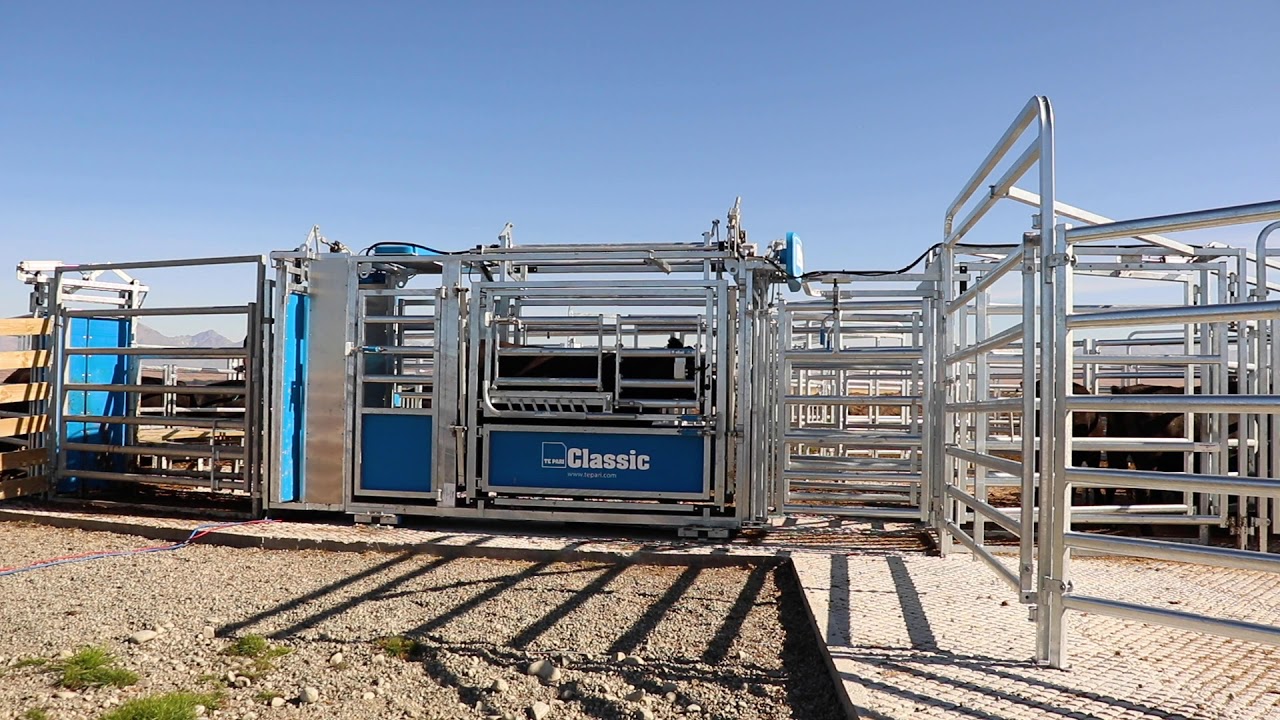 Auto Drafting Cattle in a Te Pari Cattle Crush - YouTube