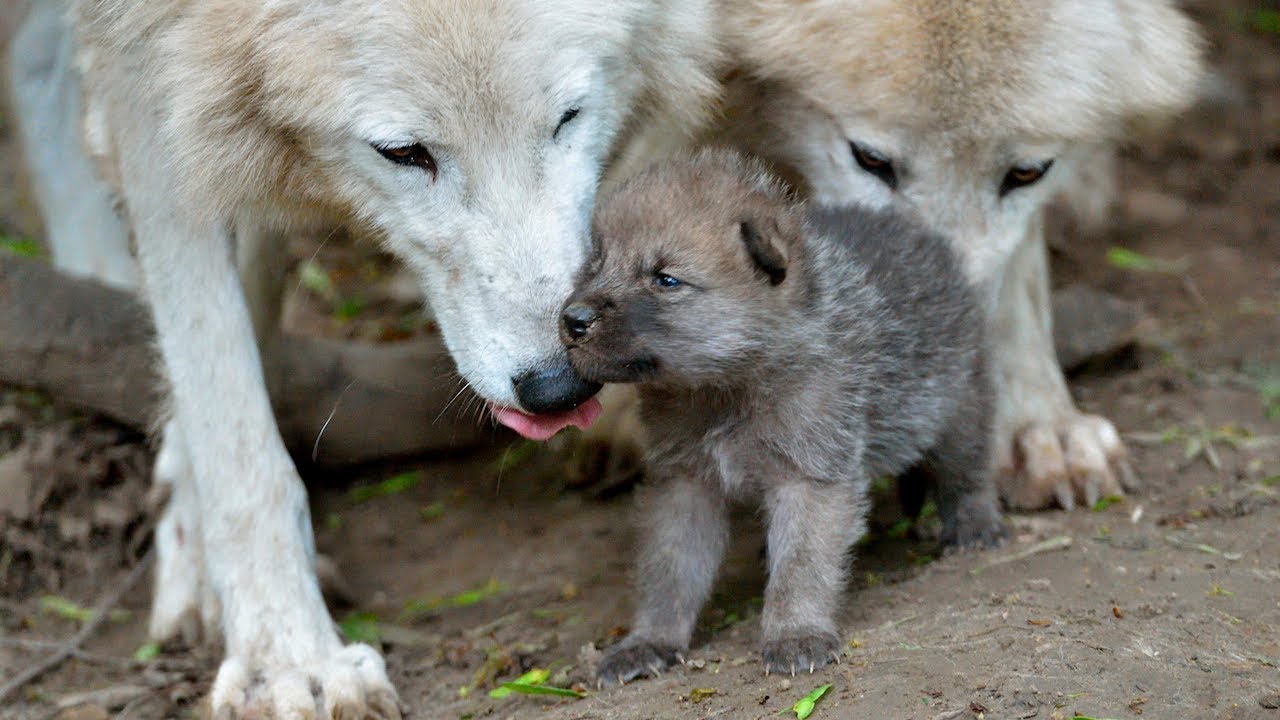 Baby Wolf Pups Howling - CUTEST Compilation (2021) - YouTube