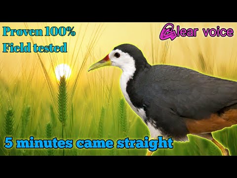 white breasted waterhen bird call sound mp3