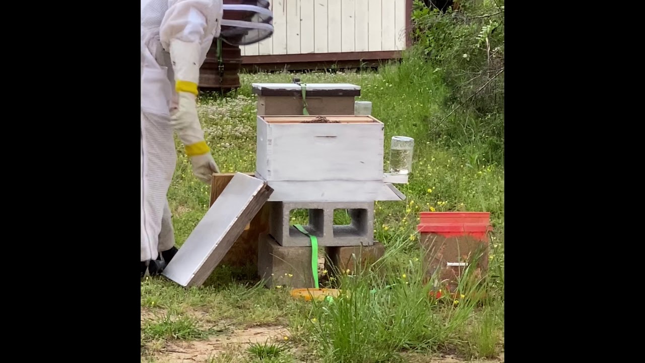 Catching Swarms - YouTube