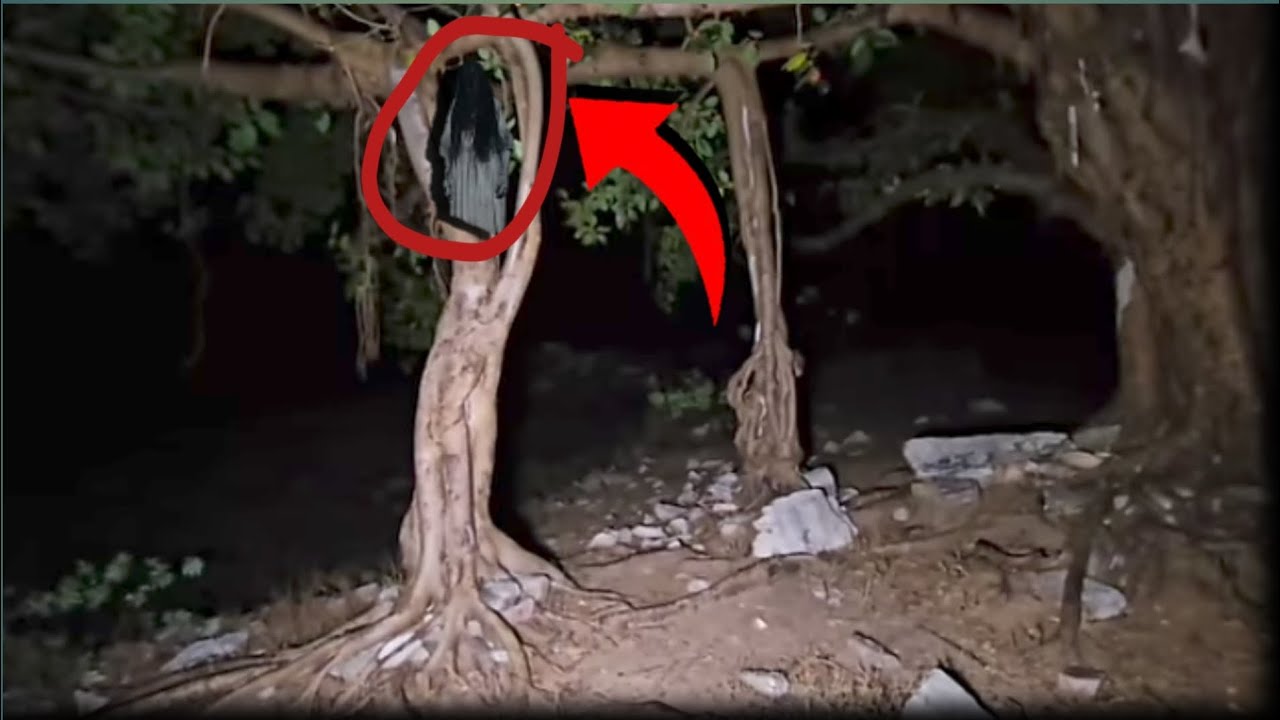 Haunted tree🌲 Challenge || Haunted tree in Challenge Video 🥵🧟 - YouTube