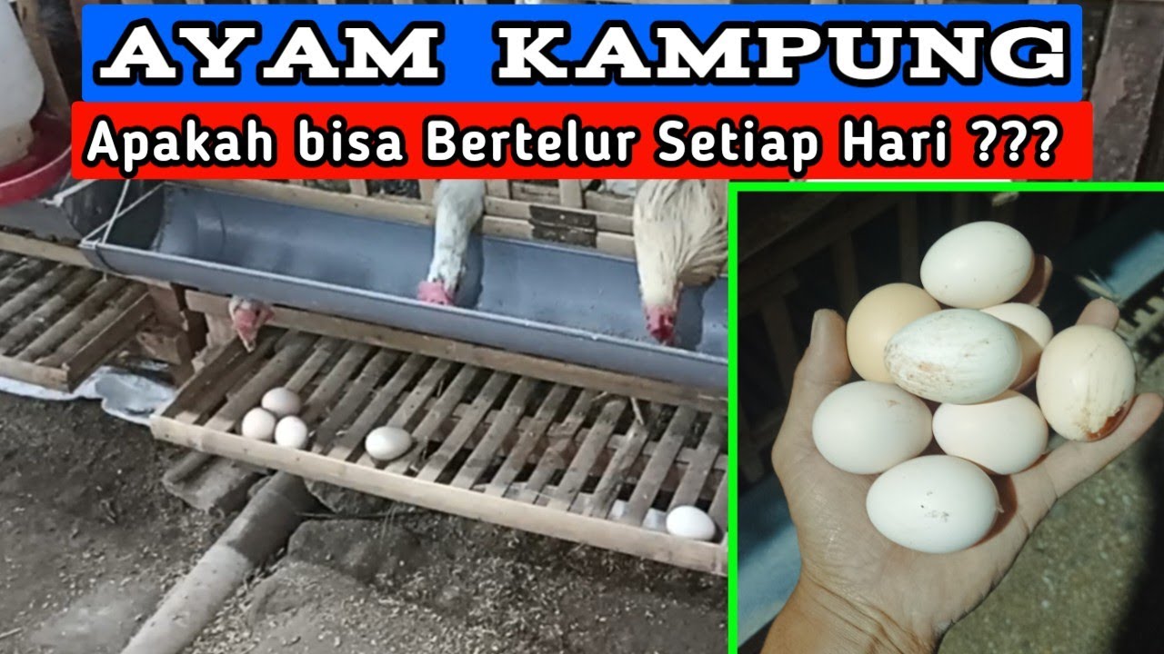 BEGINILAH JADINYA ‼️ Ternak AYAM KAMPUNG sistem AYAM PETELUR - YouTube