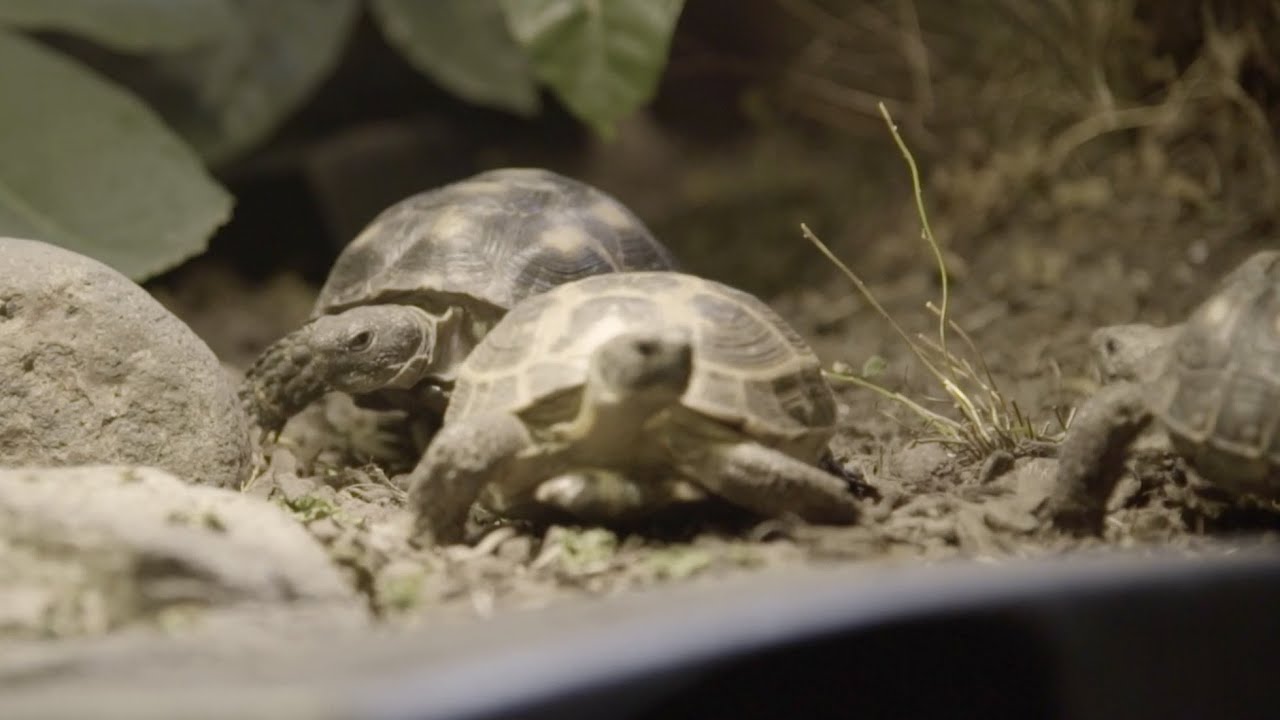 Tortugas pequeñas con gran personalidad! - YouTube