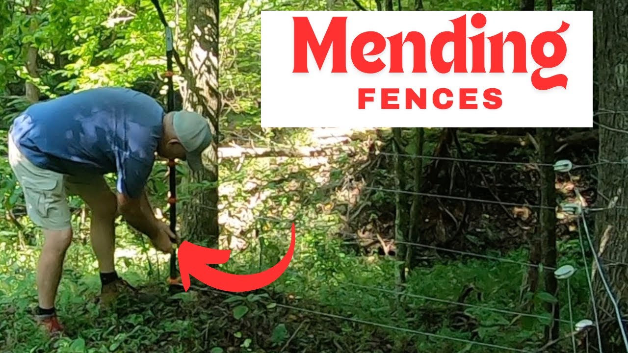 Mending fences and moving our Kiko goats to start breeding season. # ...