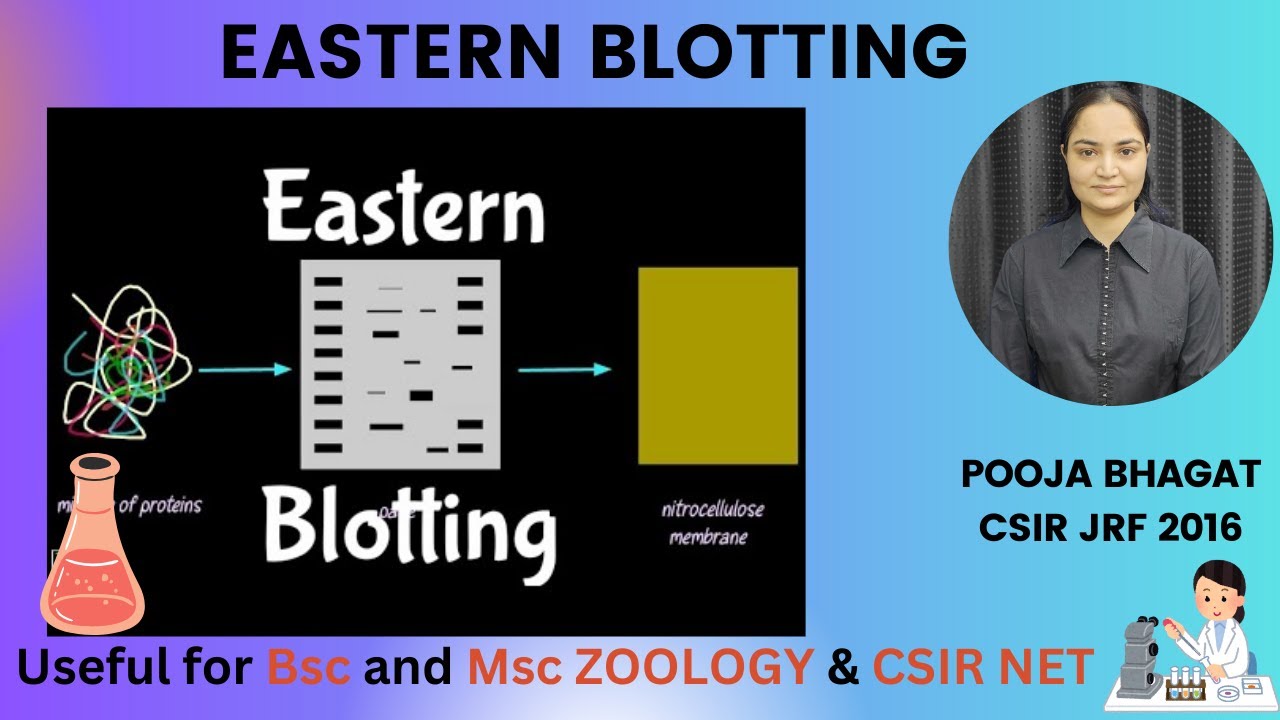 Eastern blotting - YouTube