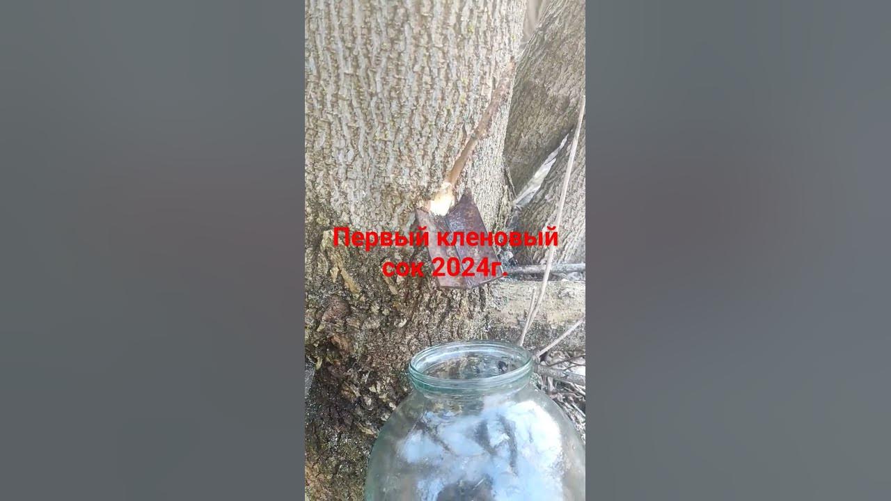 кленовый сок, начало сбора, февраль - YouTube