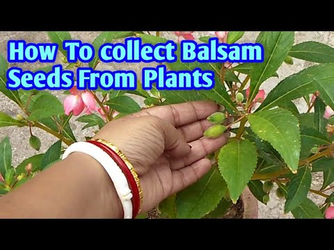 How To Collect Balsam Seeds From Plants / Gulmehndi / Dopati / Winter ...