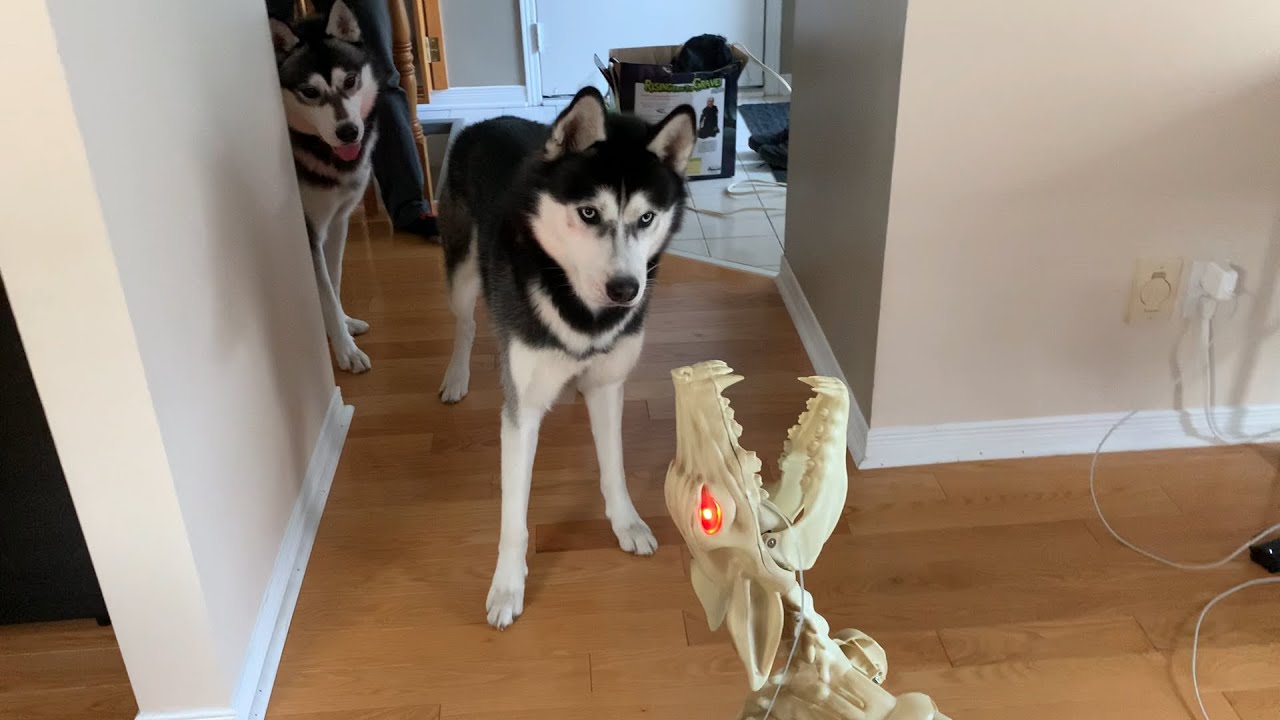 Huskies react to skeleton dog Halloween decoration! - YouTube