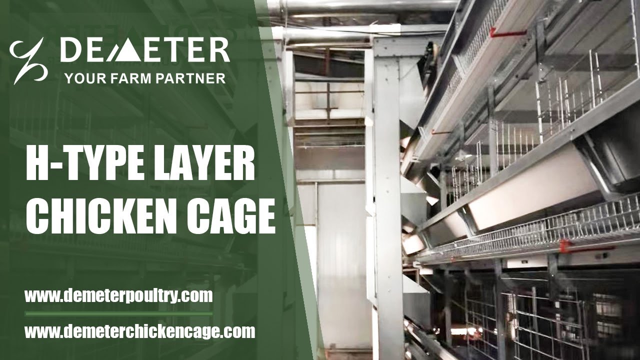 Advanced automatic layer battery cage system for poultry farming ...