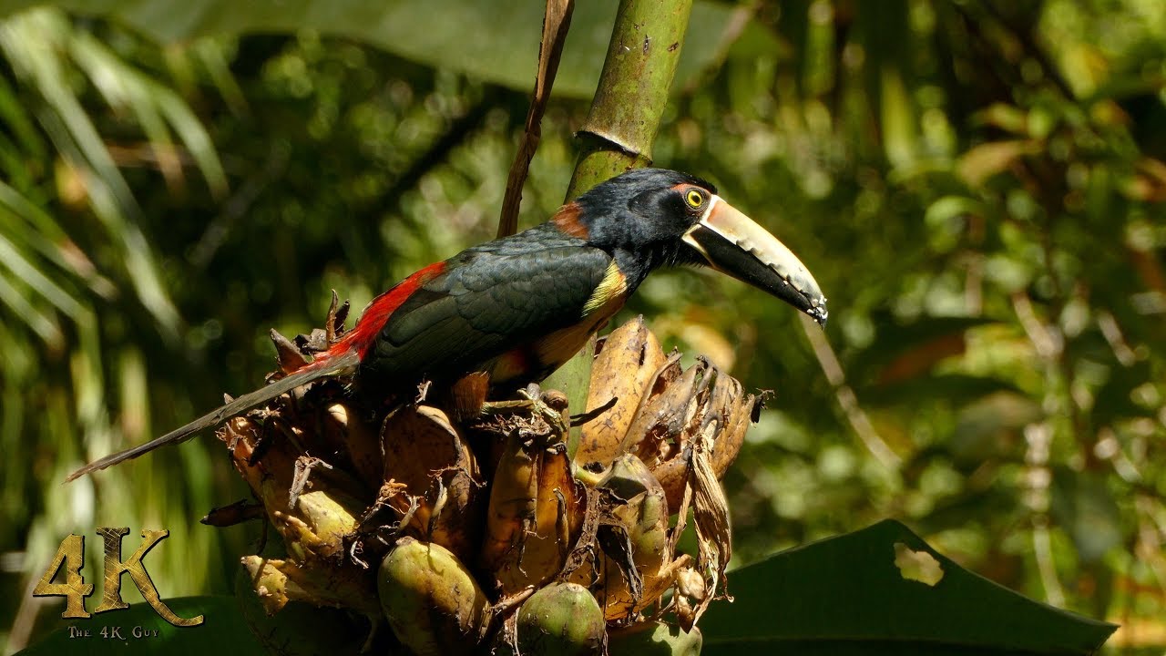 Panama part 9/10 - One hour 4K footage of the Gamboa wildlife - YouTube