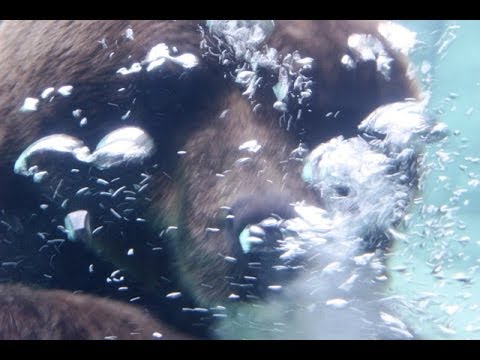 The Diving Bear! - YouTube