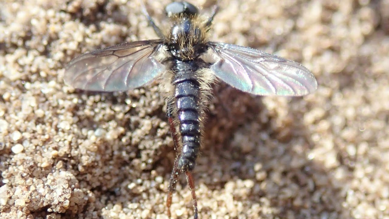 Kleine rouwvlieg (Bibio lanigerus) - YouTube