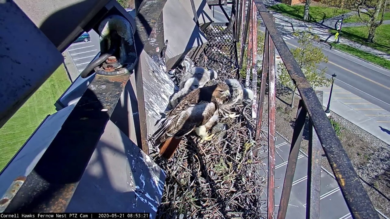 Red-tailed Hawk Chick Mantles Over Prey Brought To Nest – May 21, 2020 ...