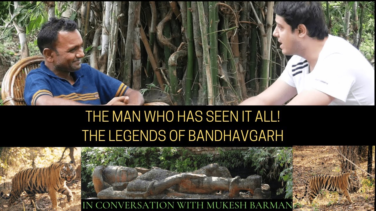All About Tigers. Get To Know The Legends Of Bandhavgarh. From Start To Finish With Mukesh ...