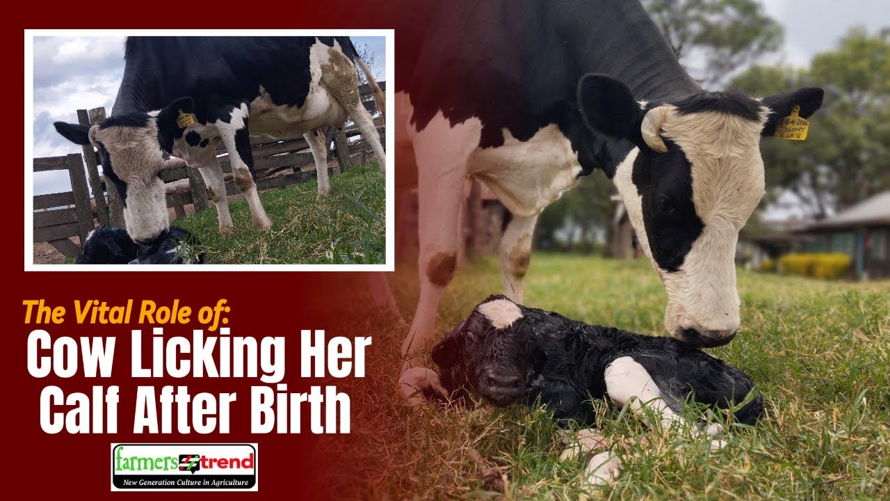 The Vital Role of a Cow Licking Her Calf After Birth - YouTube