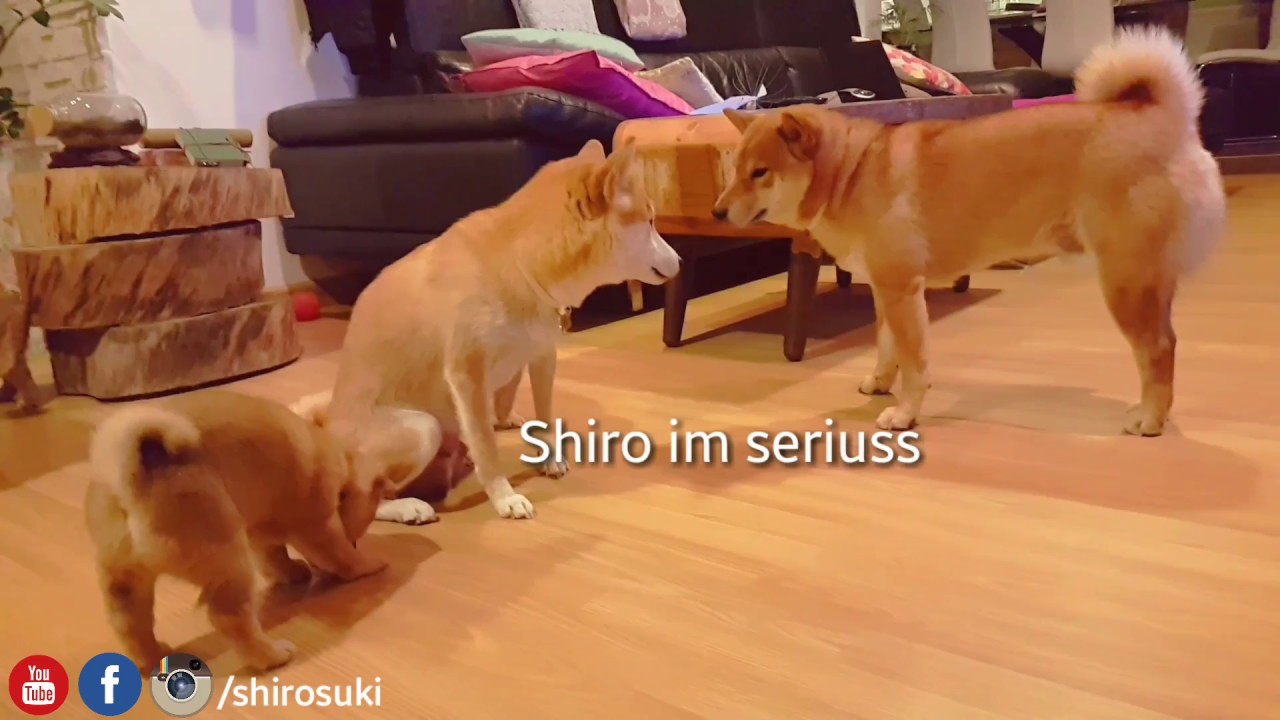 Shiro got his lesson! MLIP / Ep 110 / Shiba Inu puppies - YouTube