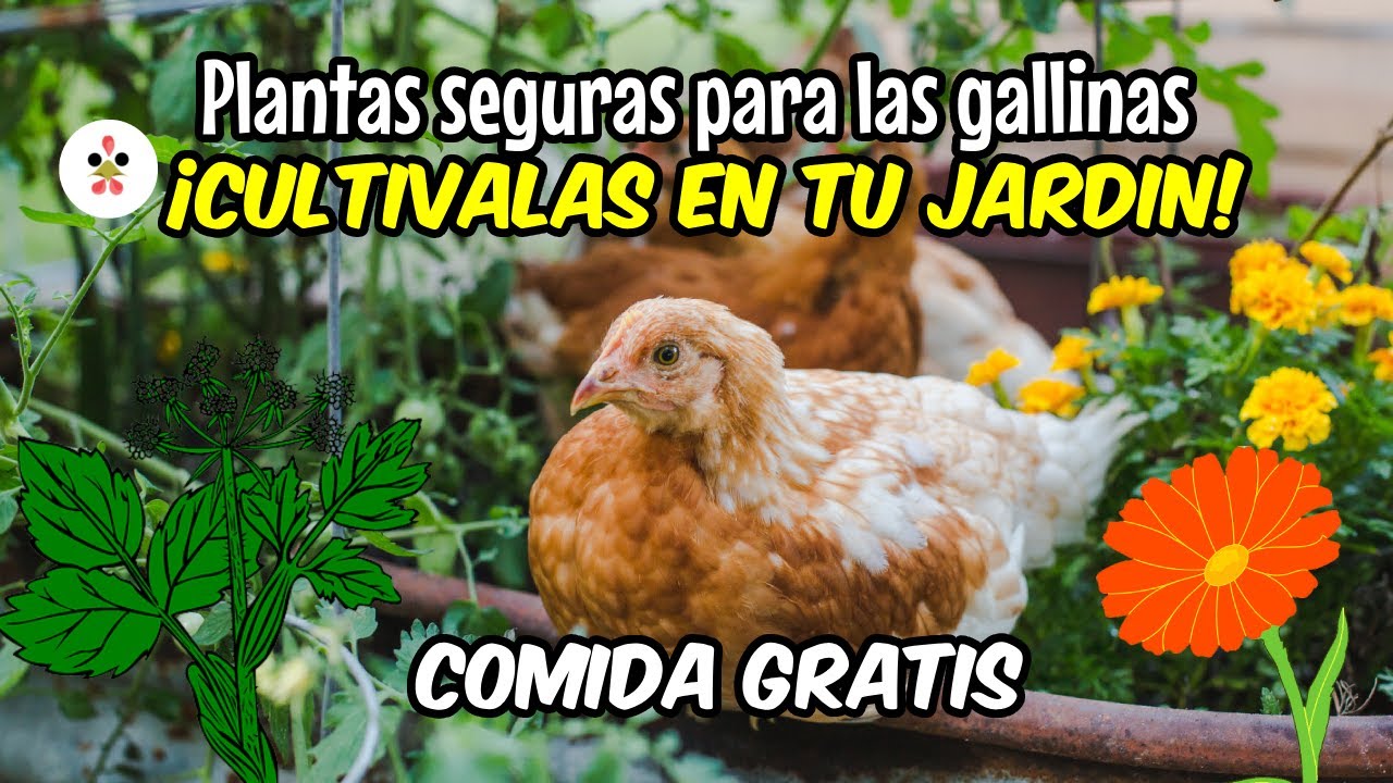 10 Plantas seguras para tus gallinas que puedes cultivar en tu jardín 🐔 ...