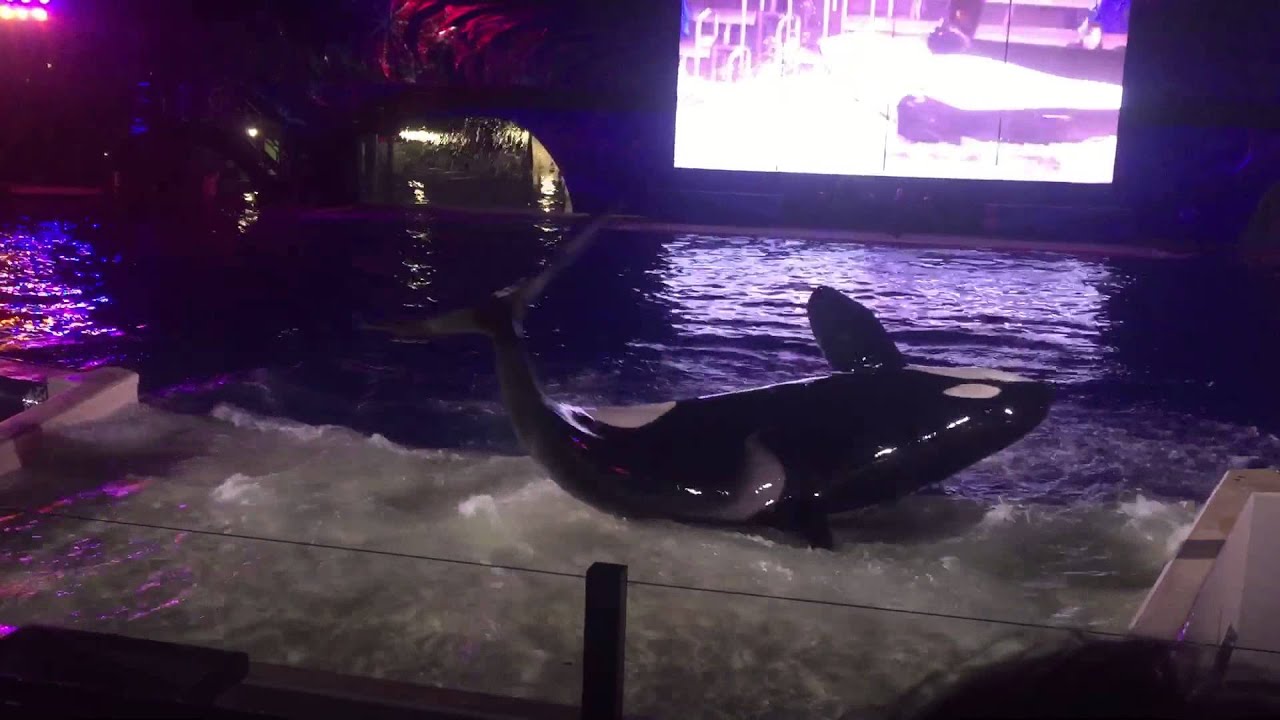 Shamu Show - Shamu rotating - YouTube