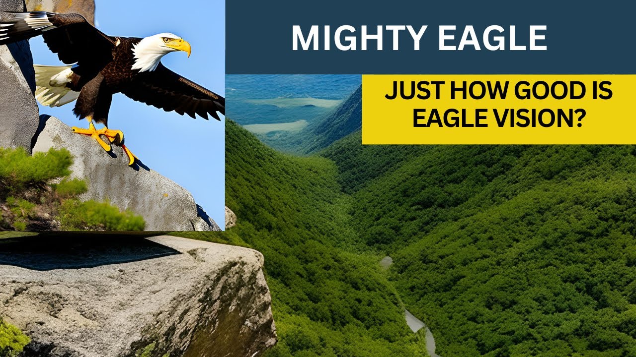 What is special about an eagle...|| The eagle attitude @AquaSayings # ...