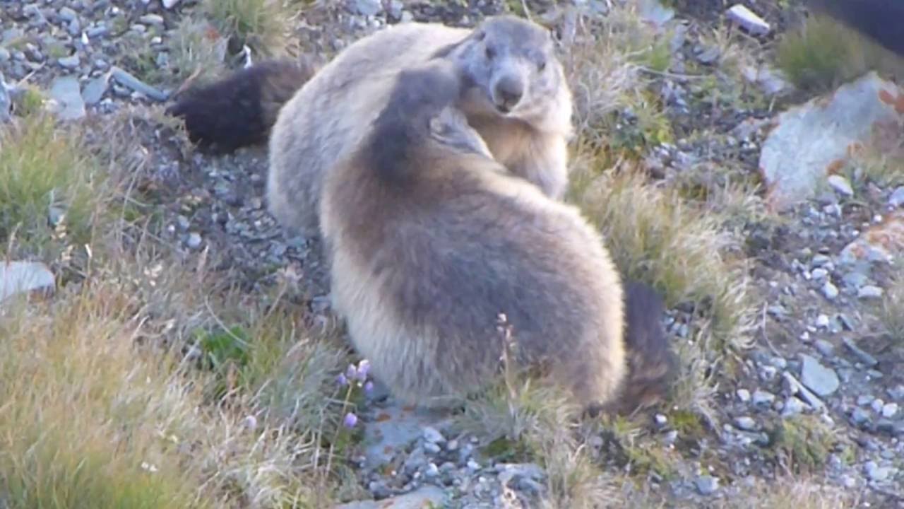 Alpine Marmots having a hug - YouTube