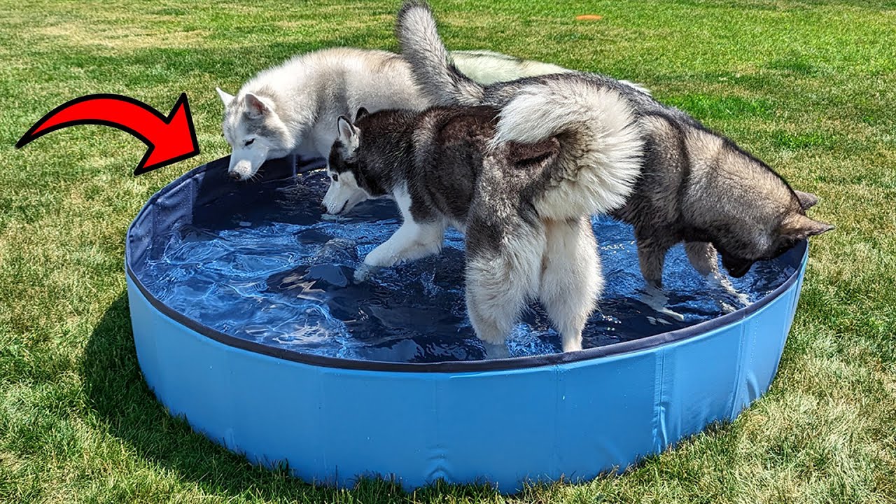 My Dogs LOVE THis Swimming Pool! It's Perfect! - YouTube