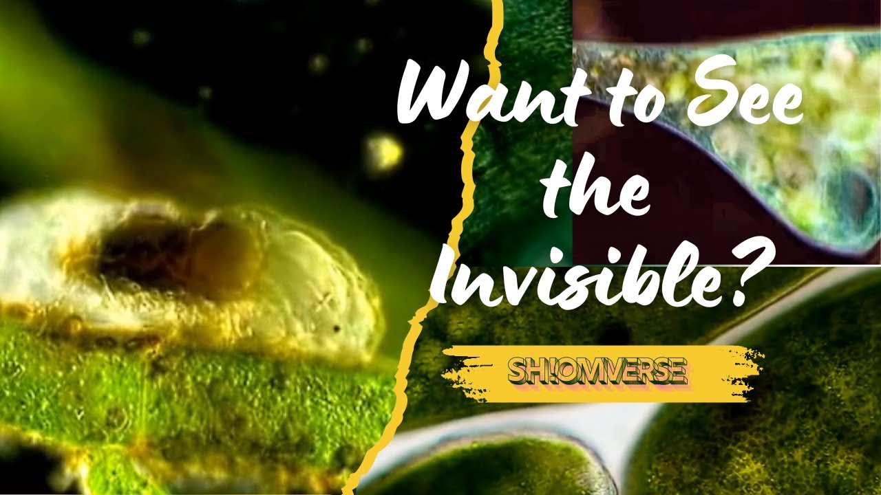 Dare to Step onto the Bottomlessness Pit of the Invisible World? Take a ...
