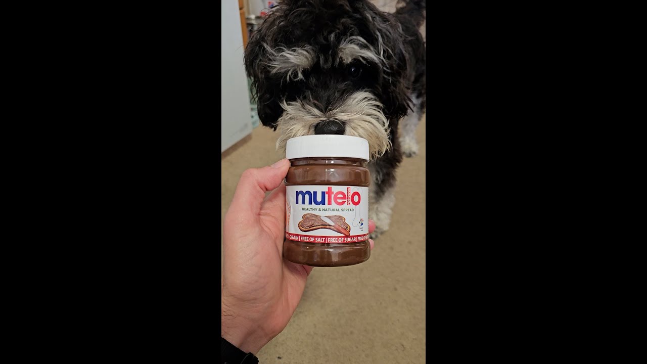 Miniature Schnauzer Tries Pets Elite mutelo Chocolate Spread - YouTube