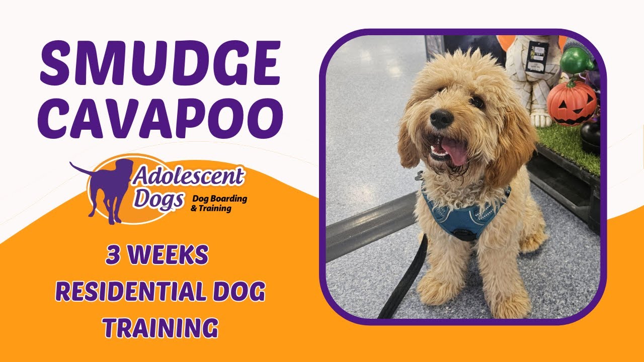 Smudge the Cavapoo | 3 Weeks Residential Dog Training - YouTube