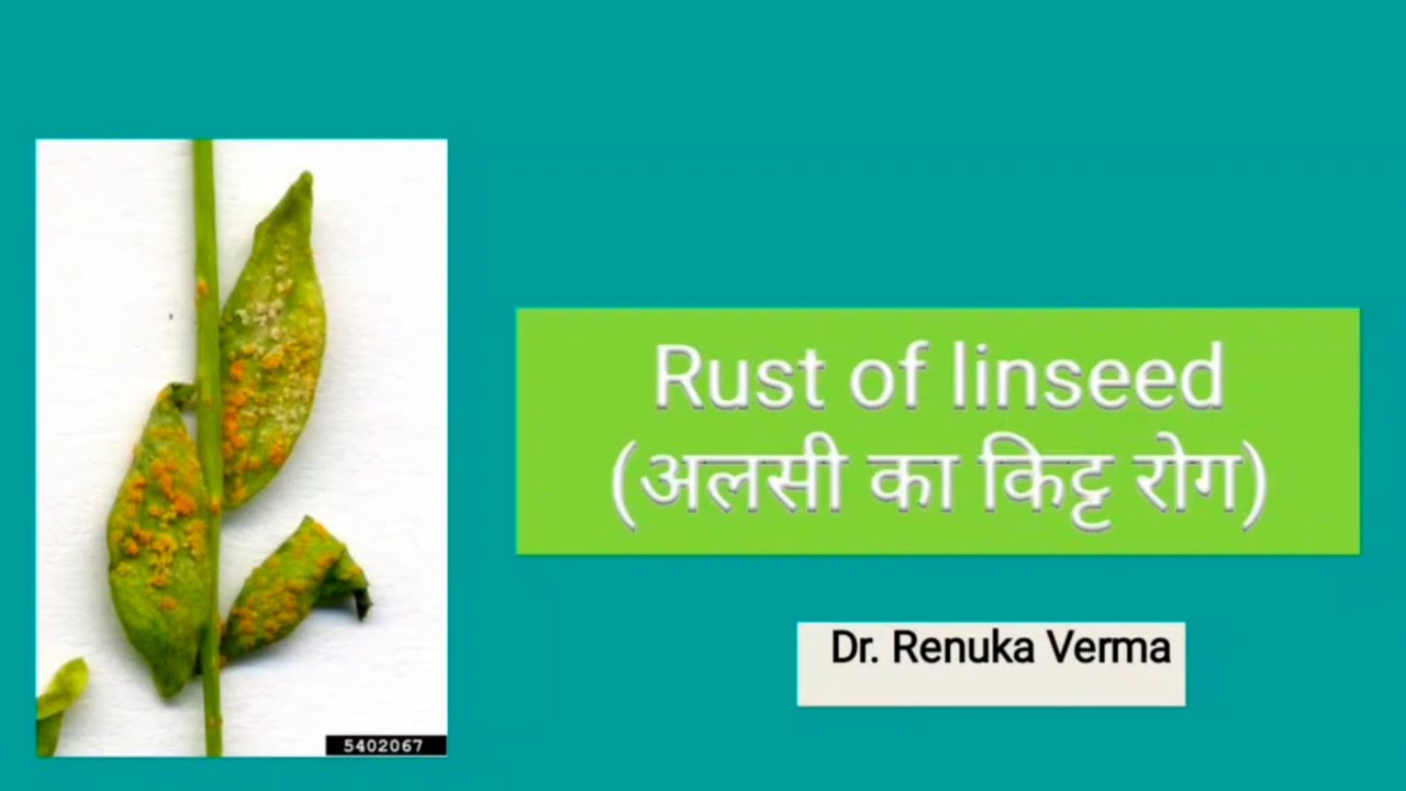 Rust of Linseed/ flax (अलसी का किट्ट रोग) - YouTube