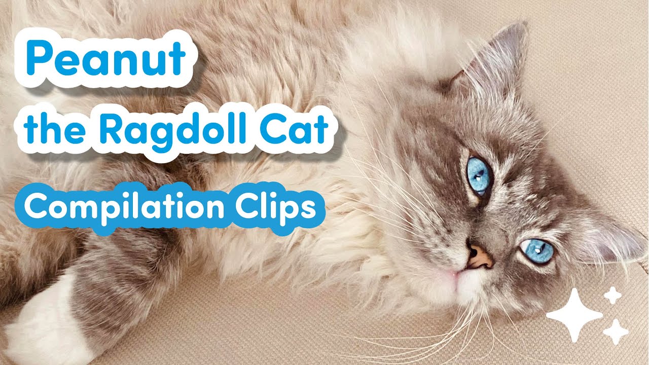 Peanut the Ragdoll Cat - Urban Paws - YouTube