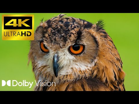 4K HDR 60FPS Hayvanlar Rahatlatıcı Video, Dolby Vision Dinamik Renkleri