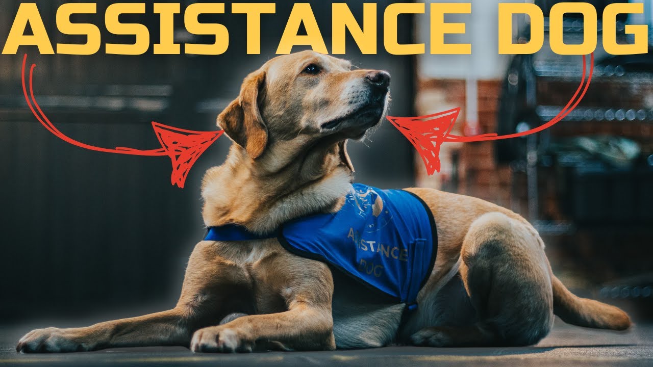 How Your Dog Can Become An Assistance Dog And Save Lives - YouTube