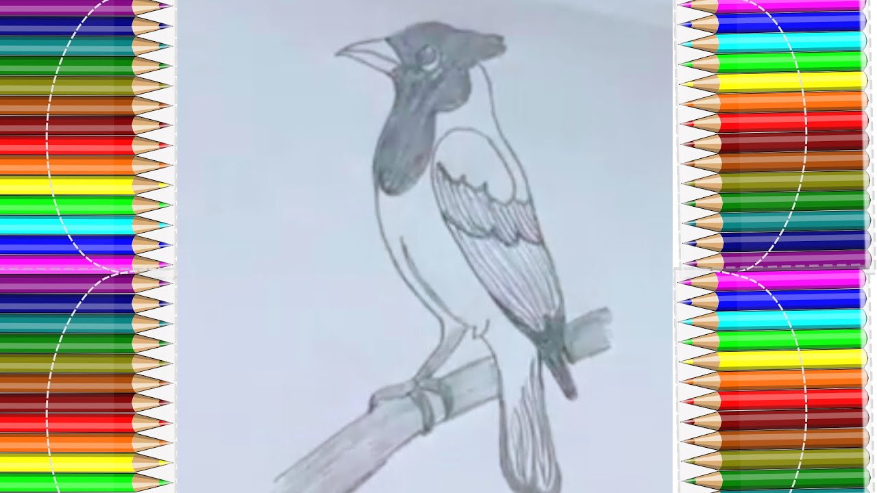 🖍️ How to Draw a Magpie – Easy Drawing for Kids - YouTube