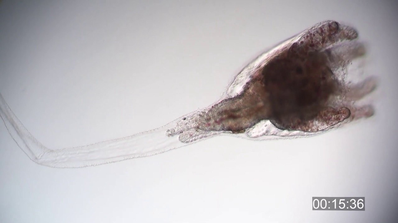 Ascidian tadpole larva metamorphosis - Botrylloides niger - YouTube